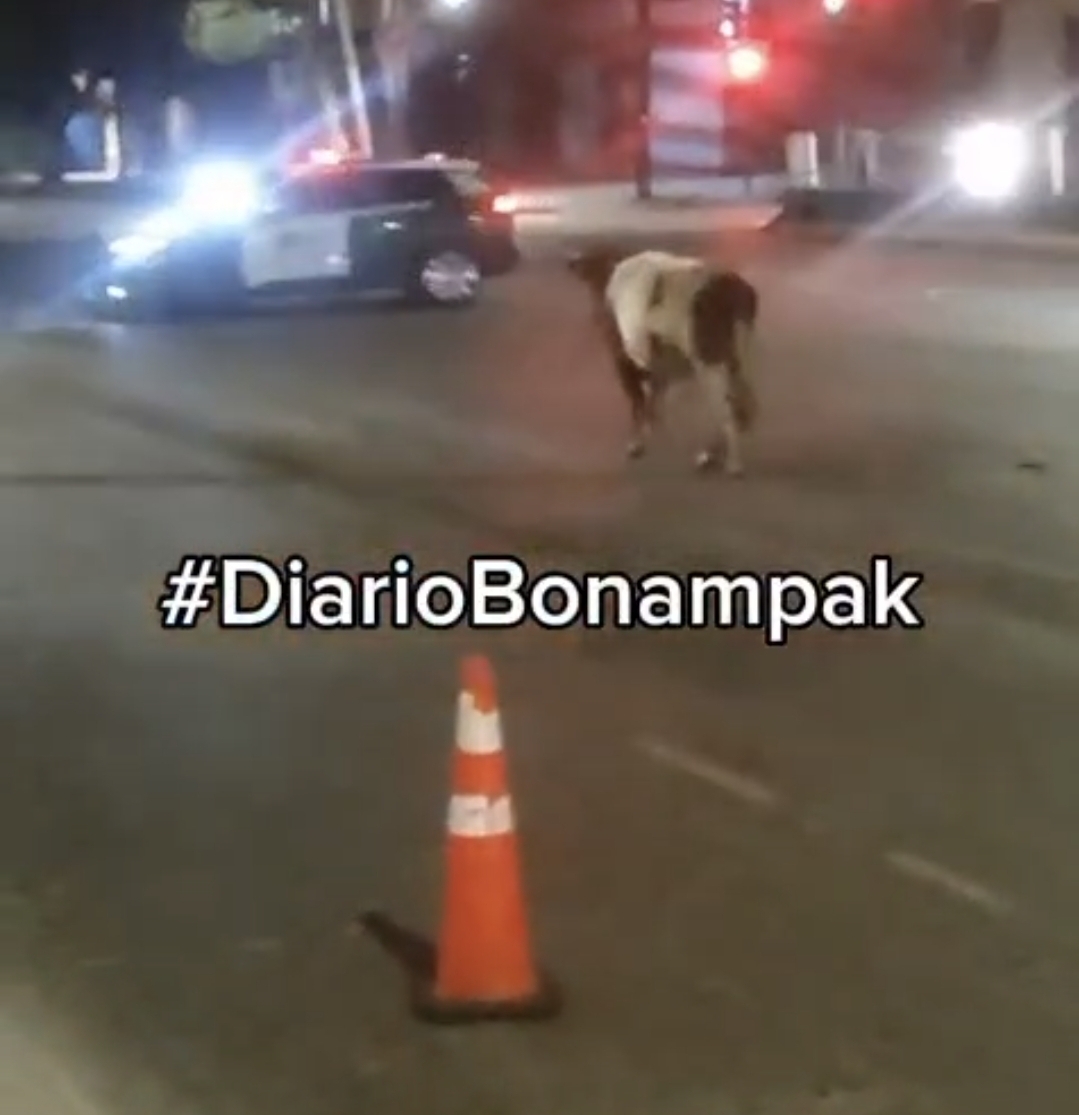 TORO DE LIDIA CAUSA CAIS EN LA CIUDAS, OFICIAL DE POLICIA TERMINA HERIDO
