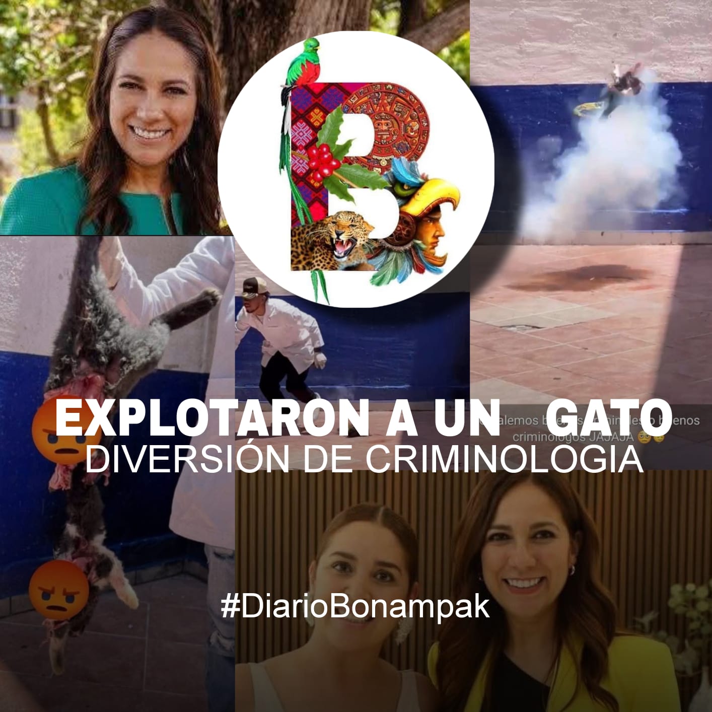 Estudiantes de criminología matan a gato con pirotecnia En Pénjamo ...